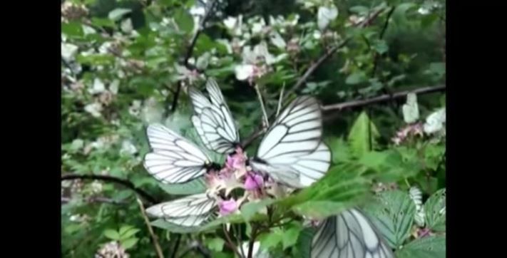 KBZK.com Bozeman Continuous News - KBZK.com | Continuous News | Bozeman ...